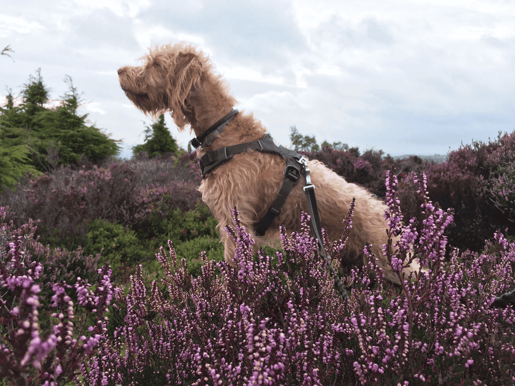 Addison’s Disease in Dogs