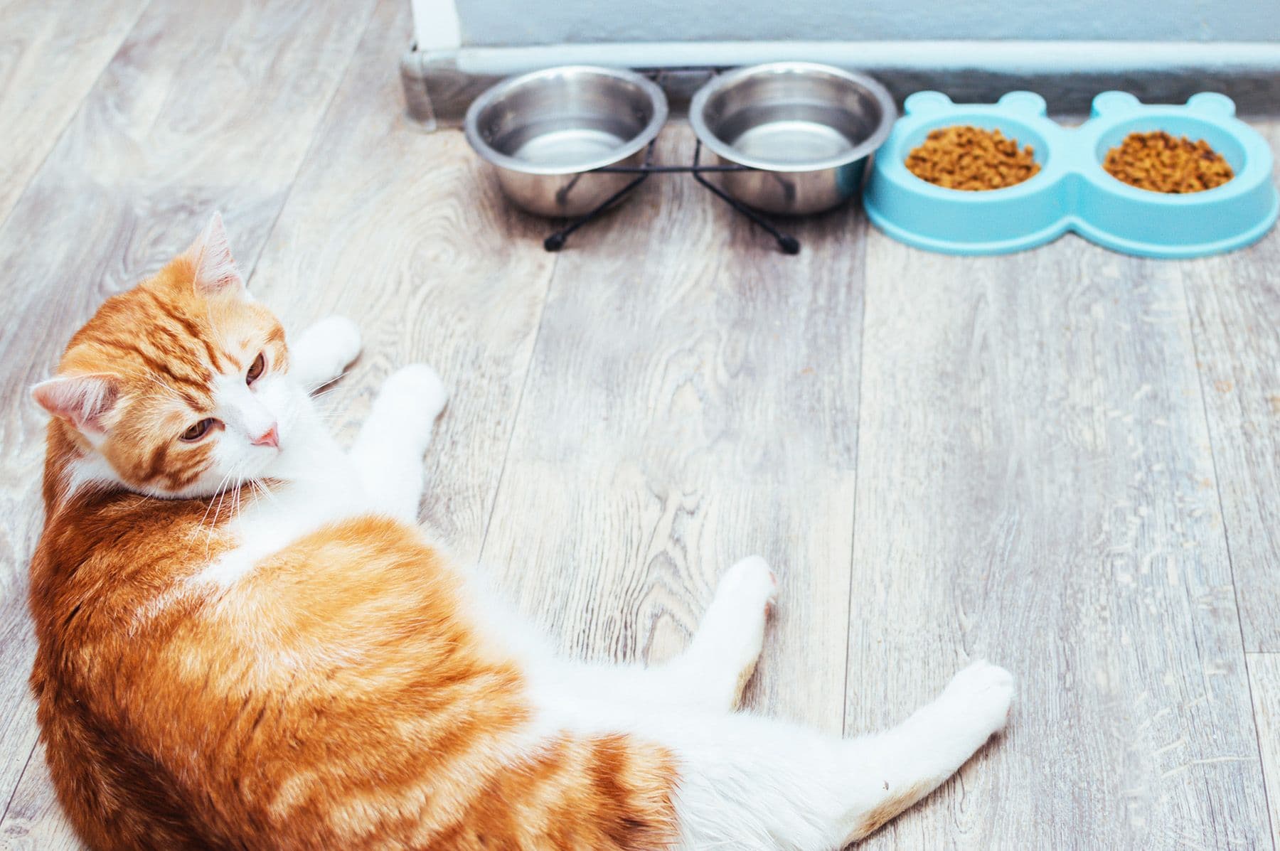 What food can my cat eat? | Animal Trust Vets