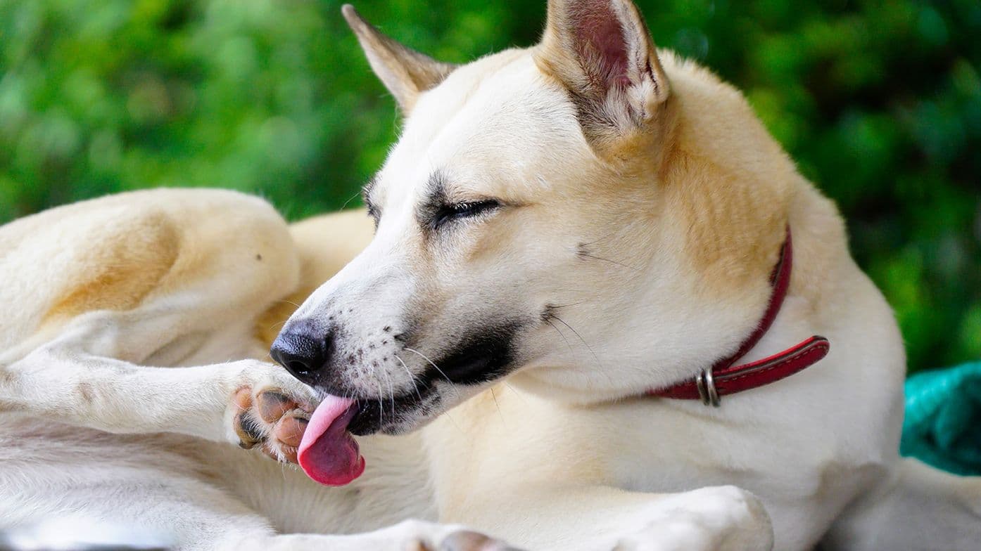 Lick granuloma in dogs | Animal Trust Vets