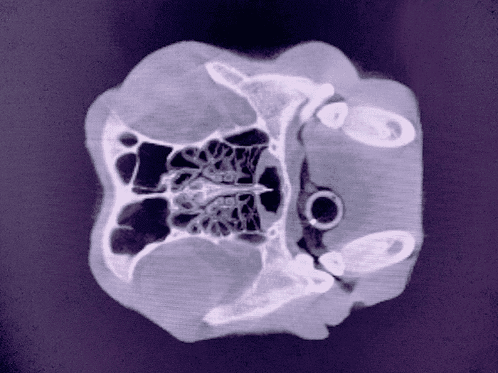 Pet CT Scan: What to Expect | Animal Trust Vets