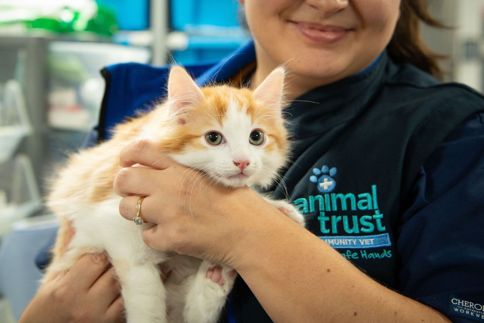 Pet Health Advice Hub | Animal Trust Vets