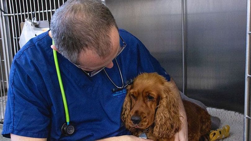 Budgeting for Vet Care | Animal Trust Vets