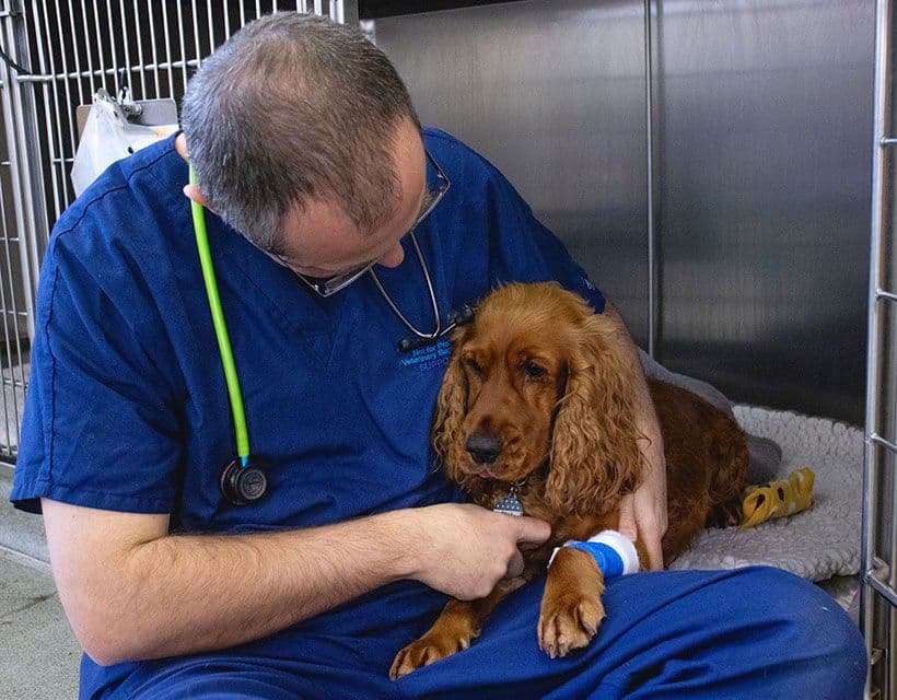 Nurse Apprenticeships | Animal Trust Vets