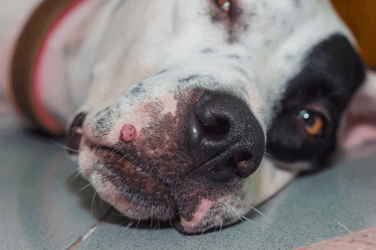 Papillomas in Dogs | Animal Trust Vets