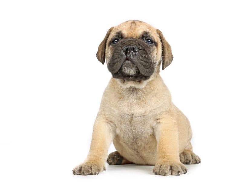 Cleft Palate in Dogs