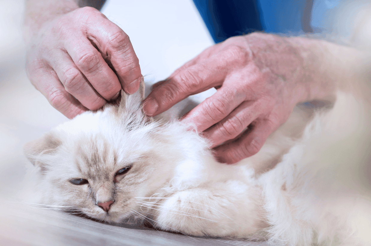 Ear Infections in Cats
