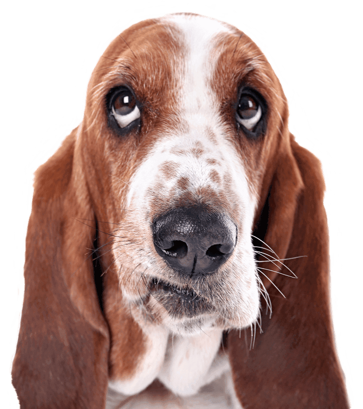 Entropion In Dogs | Animal Trust Vets
