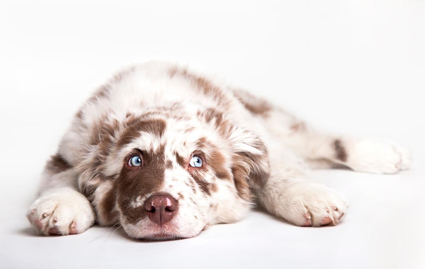 10 Common Dog Skin Conditions | Animal Trust Vets