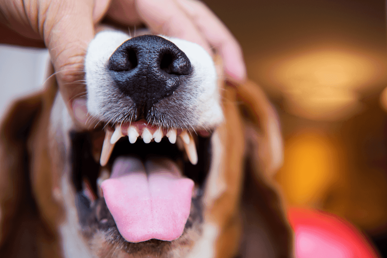 Gum Disease in Dogs | Animal Trust Vets