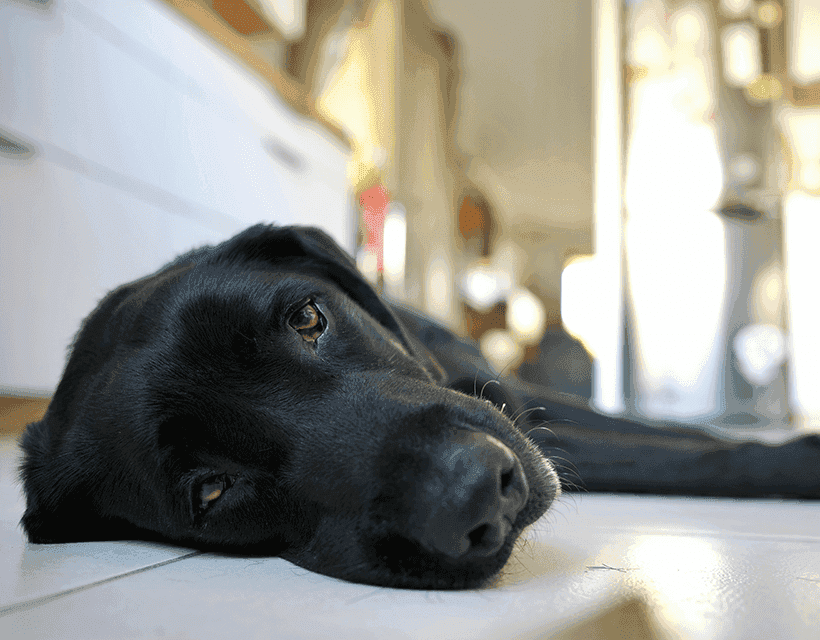 Chocolate Poisoning in Dogs | Animal Trust Vets