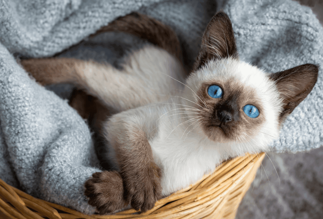 What to Do When Your Cat Is in Heat | Animal Trust Vets