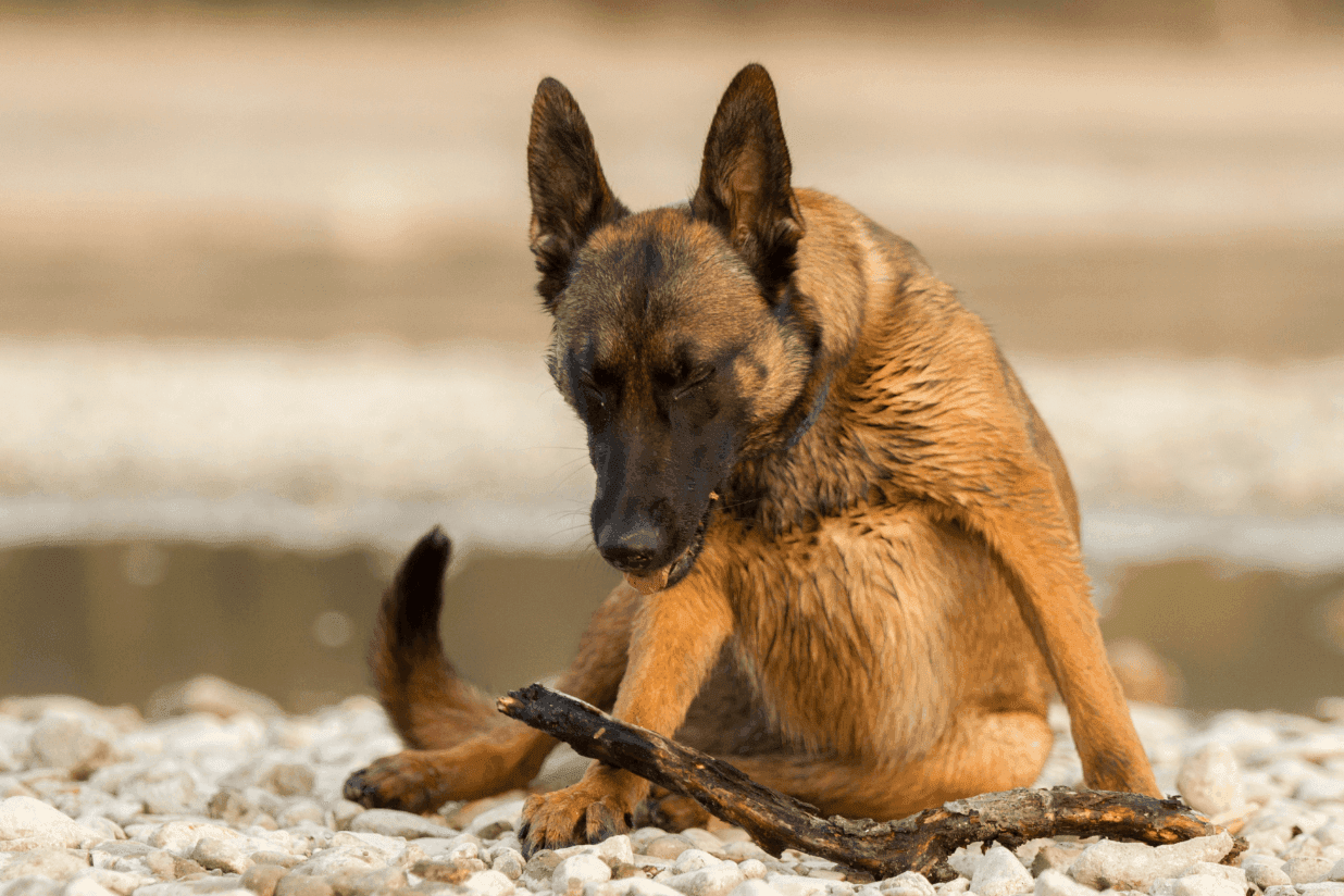 Symptom: Coughing | Animal Trust Vets