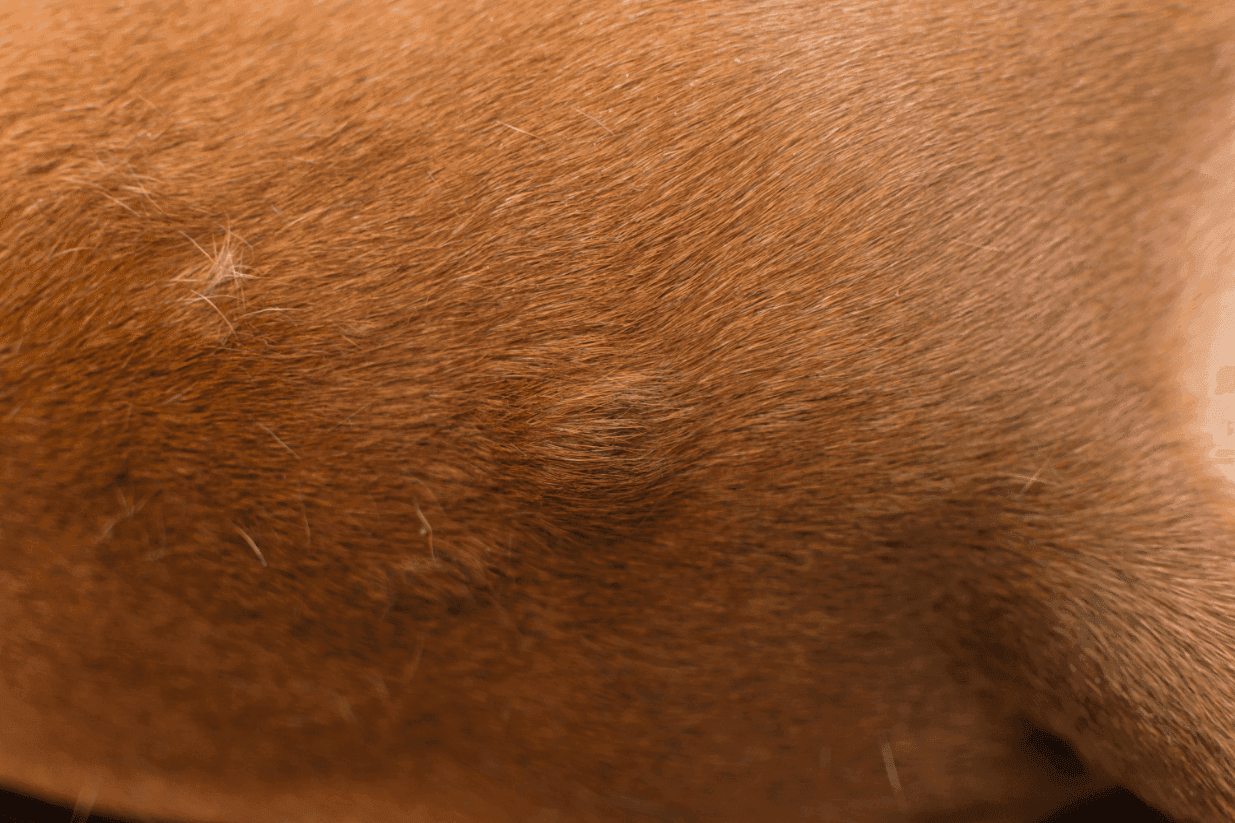 Lumps on Dogs | Animal Trust Vets