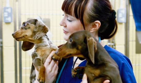 Vets In Liverpool | Animal Trust