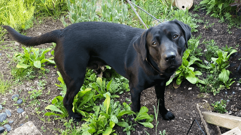 Arthroscopic surgery for Labrador at Animal Trust Vets
