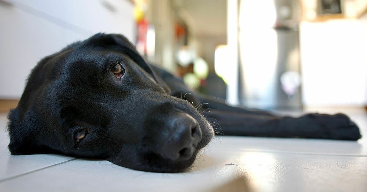 Lyme's disease in dogs and cats