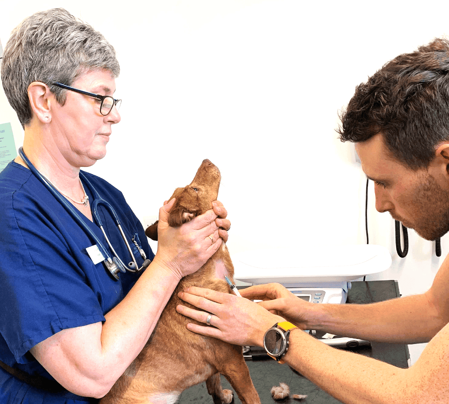 Nurse Apprenticeships | Animal Trust Vets