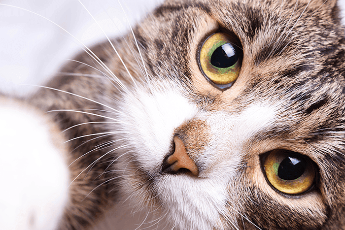 Feline Immunodeficiency Virus (FIV) | Animal Trust Vets
