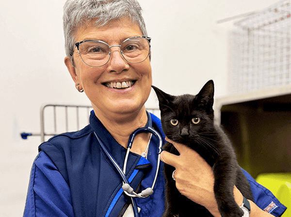 What to Do When Your Cat Is in Heat | Animal Trust Vets