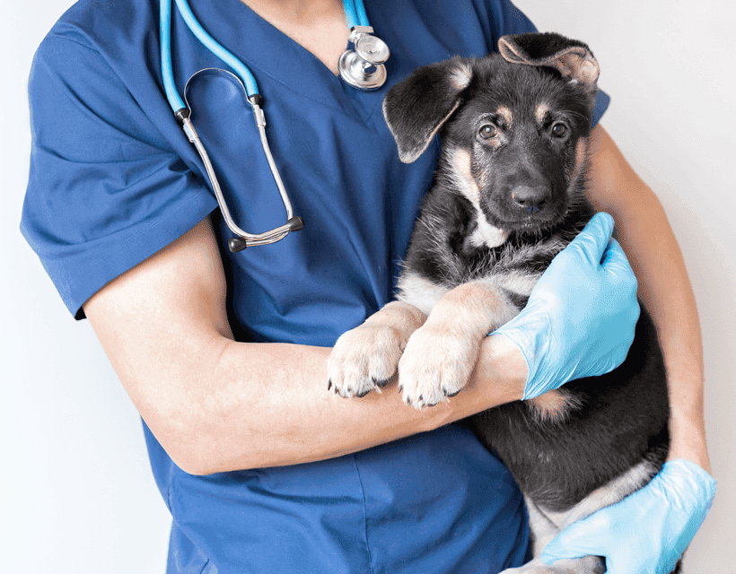 Animal Trust Vets: External Vet Referrals